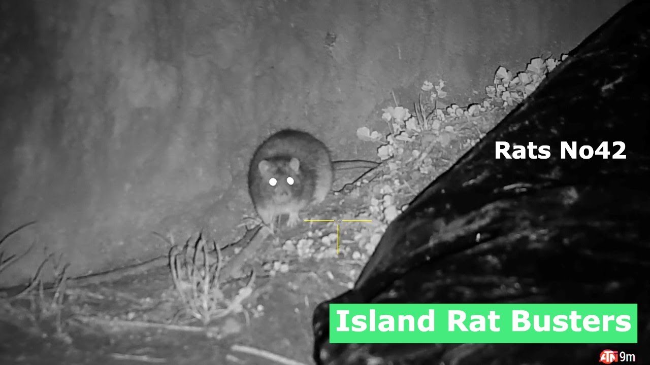 Rats No42 Youtube