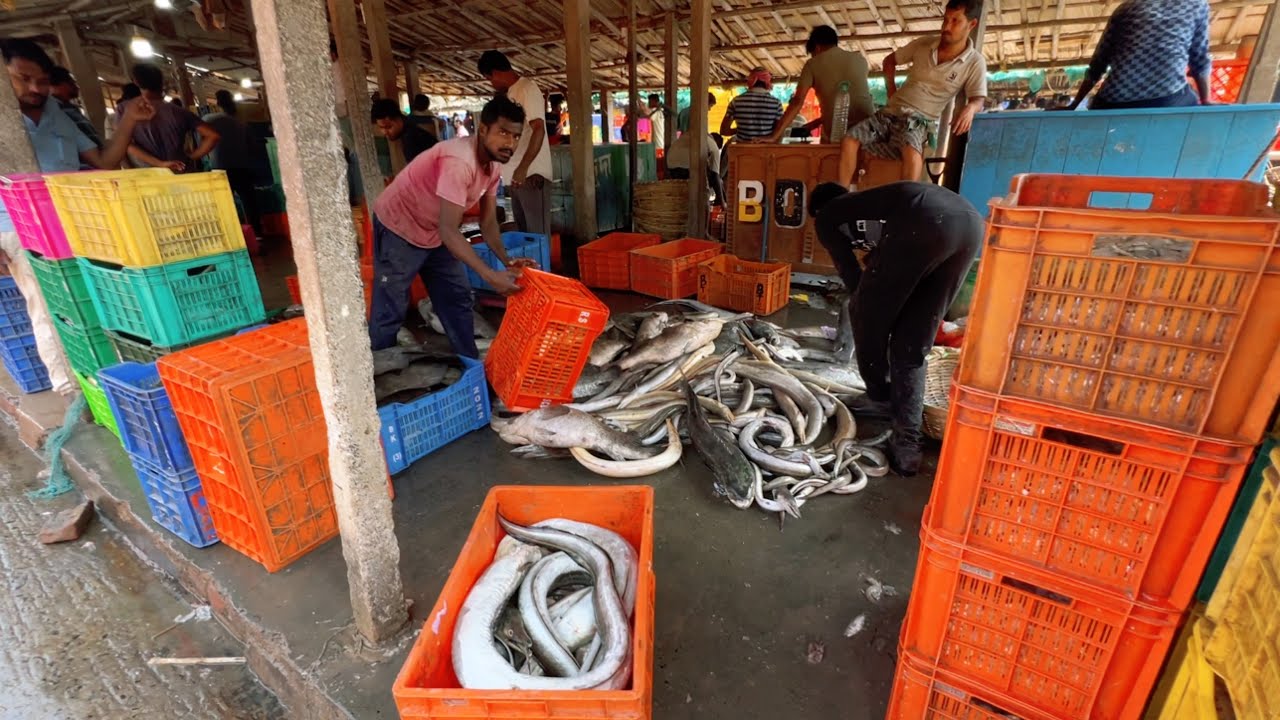 Big Fish Market In Mohana Digha West Bengal India | Crazy Market Vibe ...