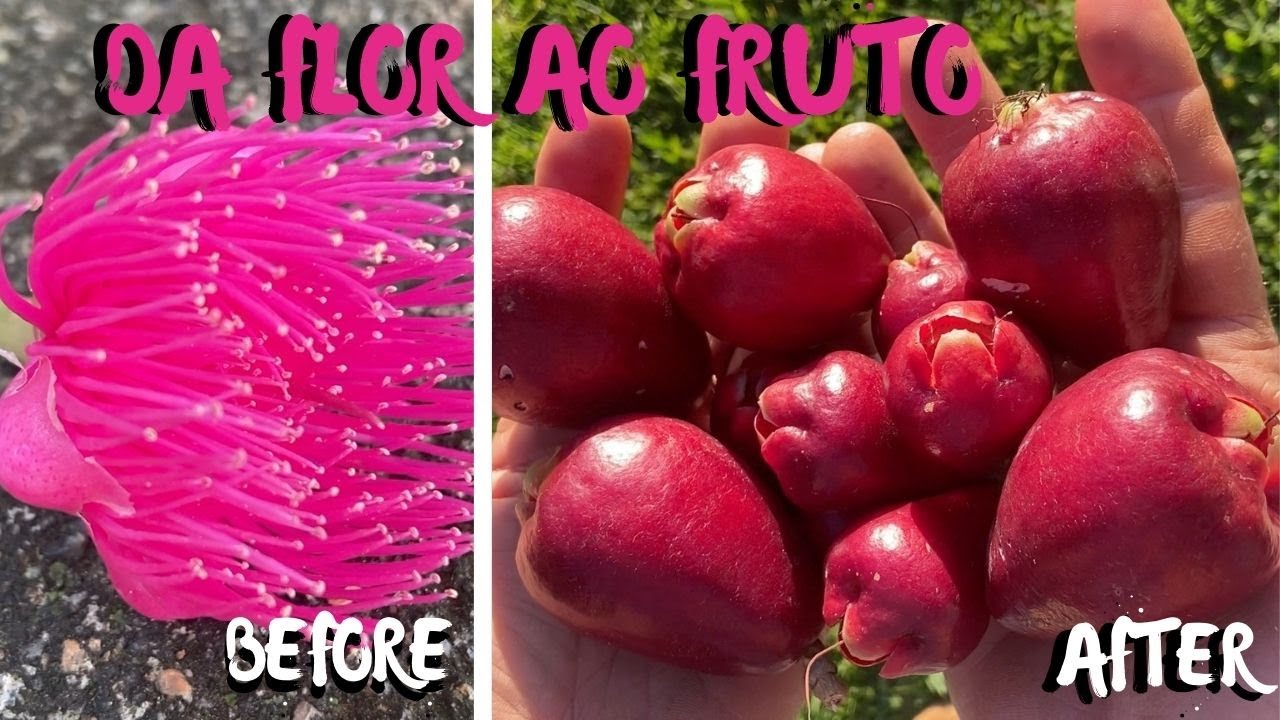 JAMBO ROXO DA FLOR AO FRUTO - FROM FLOWER TO FRUIT - YouTube