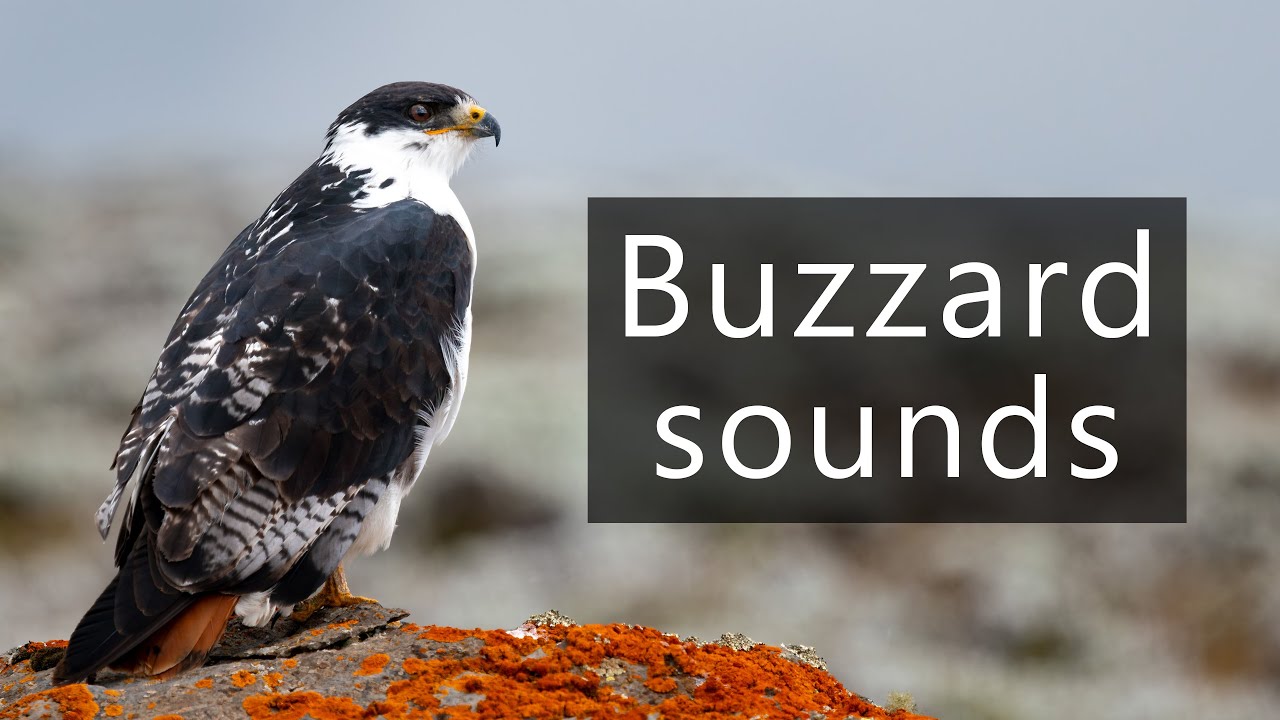 The sounds of Augur buzzards - YouTube
