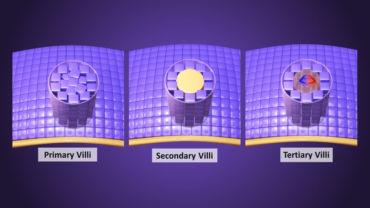 Chorionic villi development in Third Week - Primary, Secondary ...