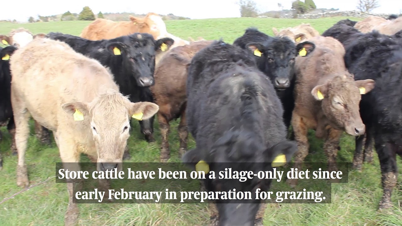 NI BETTER farm: turning cattle out to grass in Co Down - YouTube