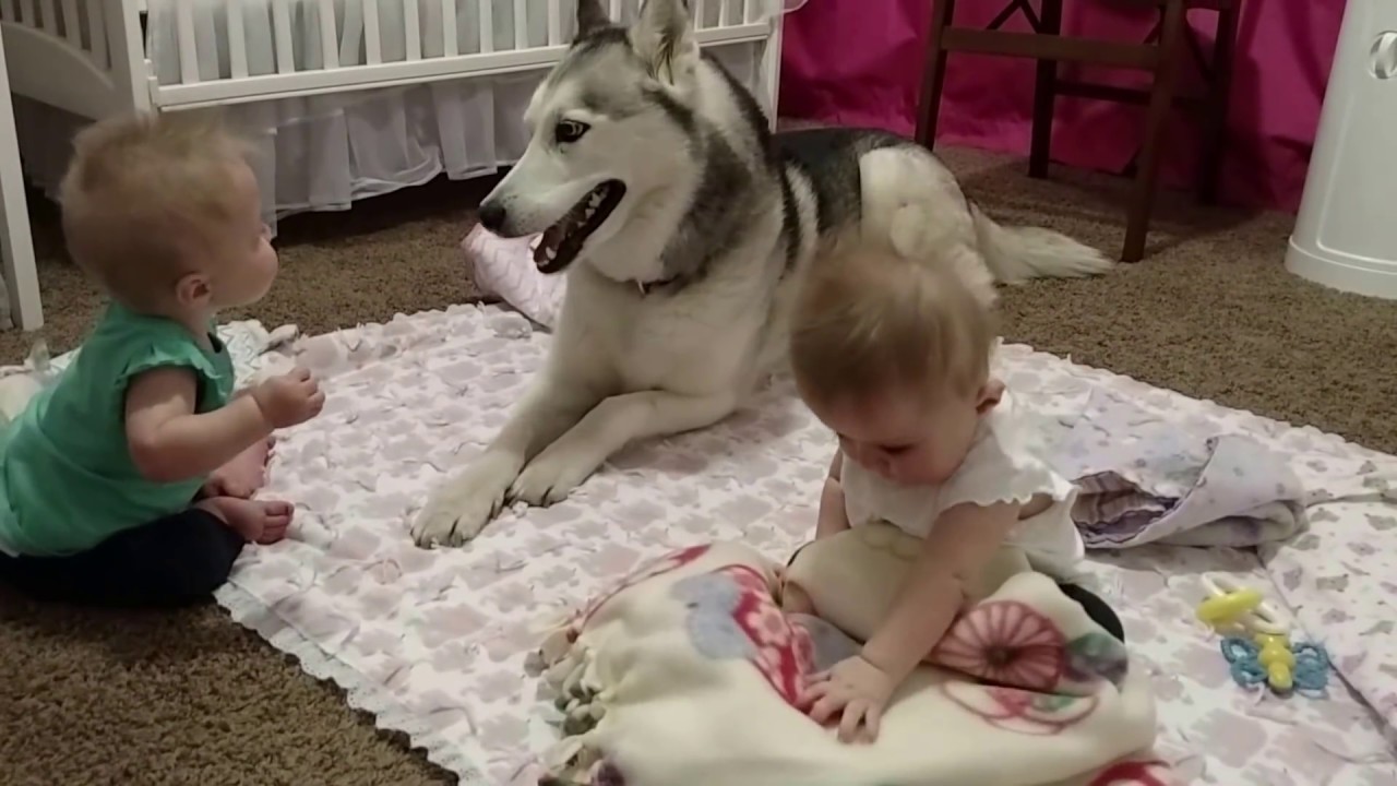Husky adorably plays with twins - YouTube