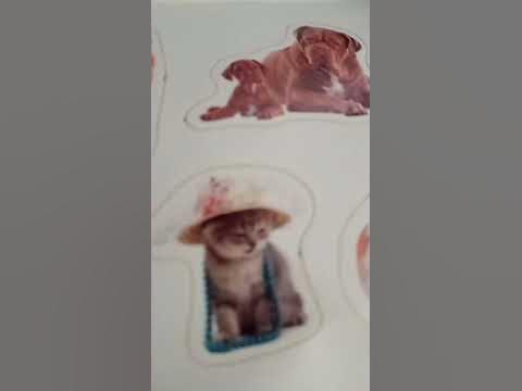 100.наклеек🐱🐈🐈‍⬛🐖🐶🐥🦆🐒🦭🐘🐐🐏🦧🦍🦜🐓🦩🐀🐿🦡 - YouTube