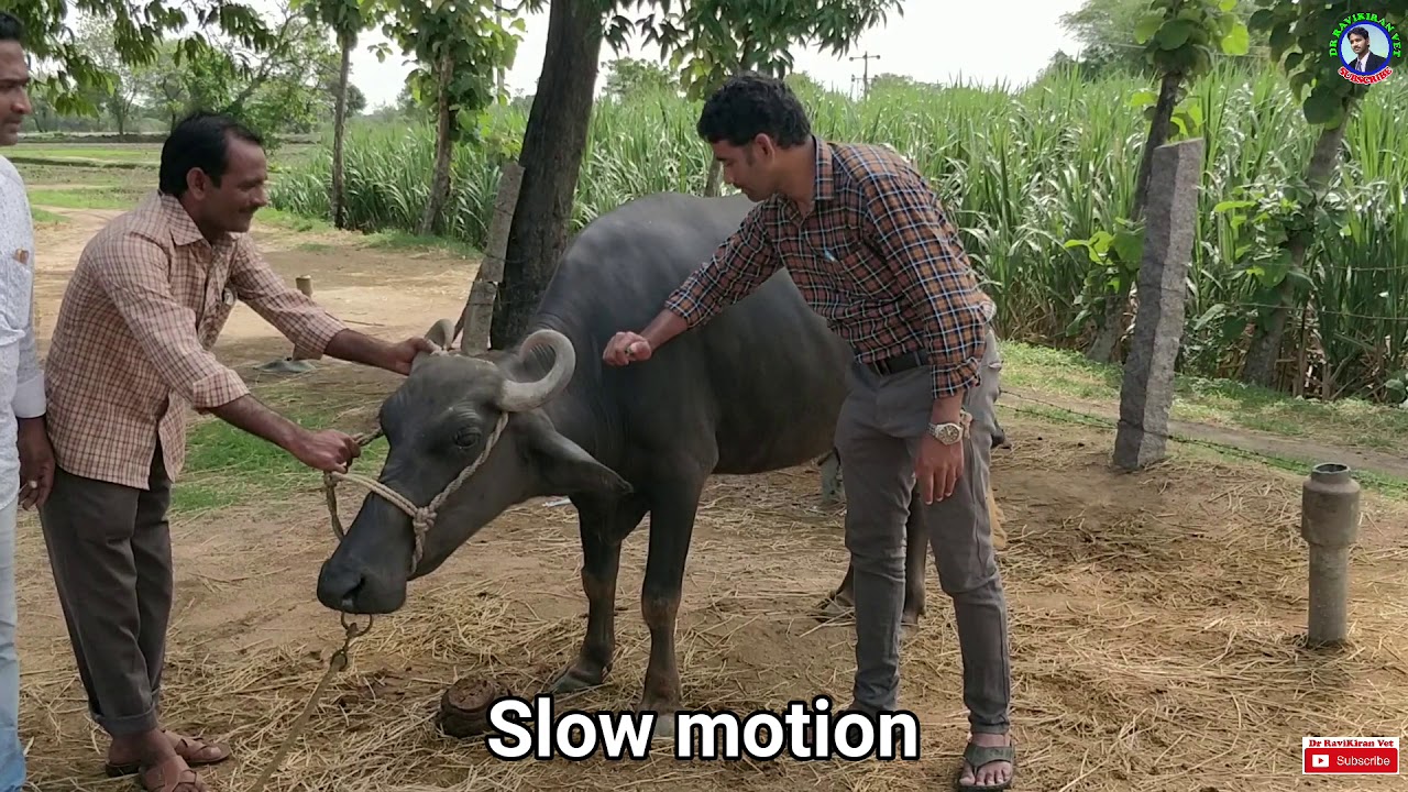 (FMD vaccine) Within 2sec How to give Intra Muscular (i/m) injection ...
