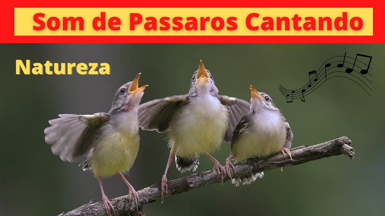 Som de Pássaros Cantando - Pássaros Cantando na Natureza - Som de ...