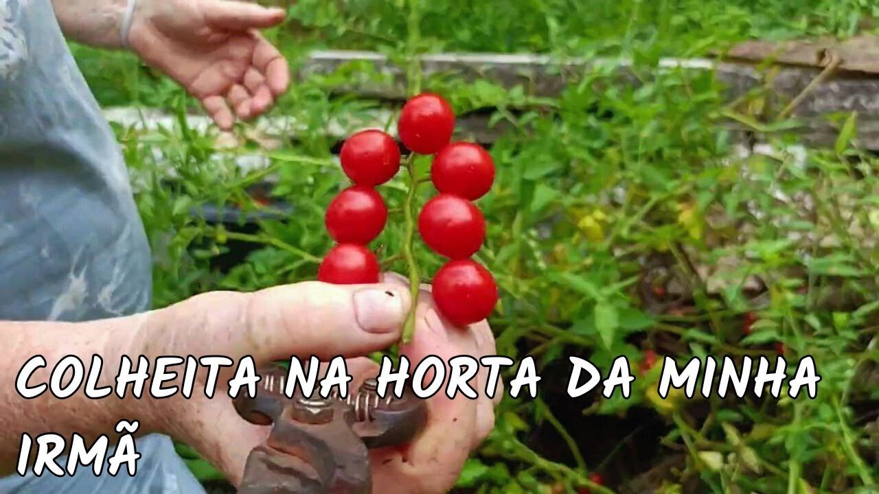 COLHENDO TOMATE CEREJA 100% ORGÂNICO - YouTube