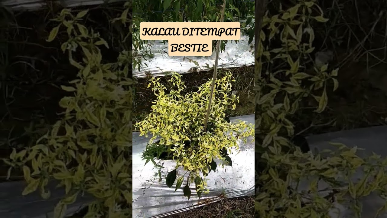 CABE BULE LOH DISINI NAMANYA - YouTube