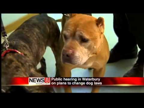 Waterbury dog law changes - YouTube