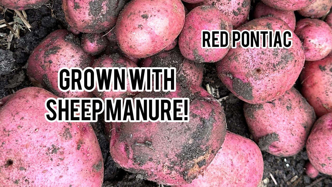 Harvesting Potatoes From Soil Fertilized in Sheep Manure! - YouTube