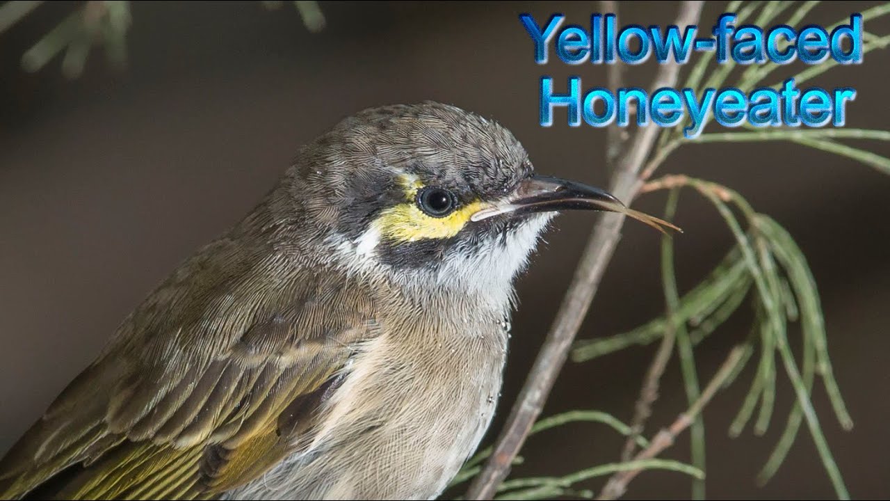 Yellow-faced Honeyeater - YouTube