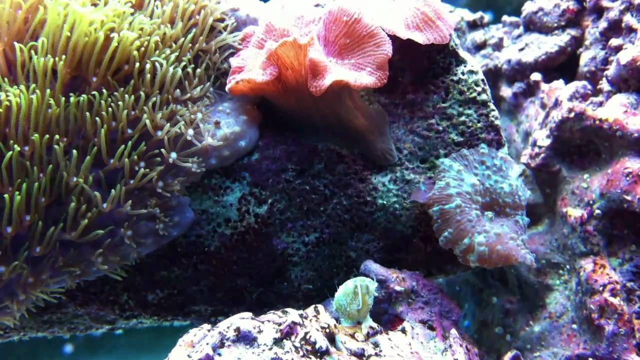 Snail (stomatella varia) Spawning Event in the 60 Gallon Saltwater ...