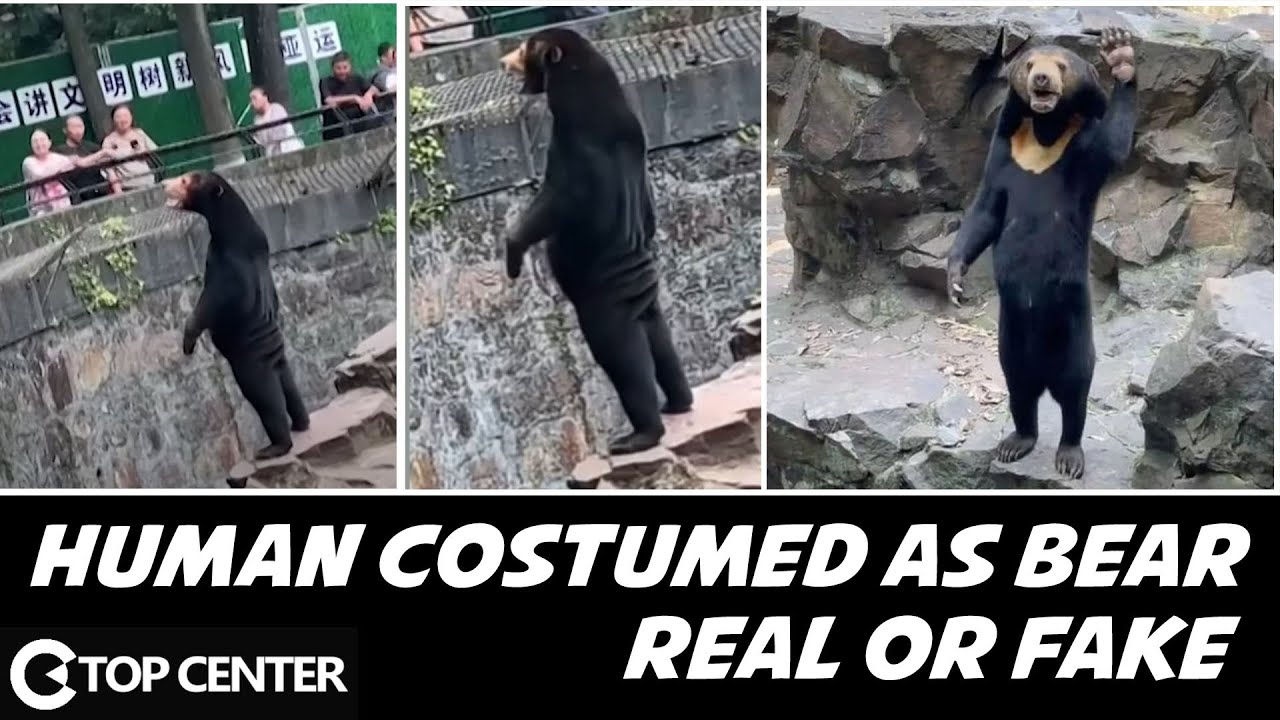 Hangzhou Zoo Bear Video | Man in Bear Suit or Real Sun Bear? - YouTube