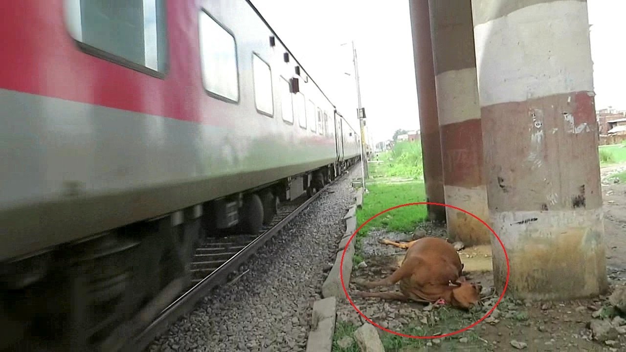 Trains Hits Cow At High Speed Very Disturbing And Disappointing Video ...