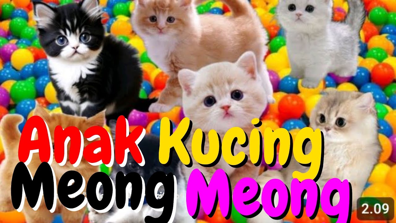 Addinulana dan terjemahan nya Versi Kucing meong meong🤗 Kucing lucu sekitarku😂Anak kucing ...