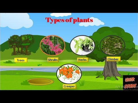 Types of plants//science for kids //::class 2//CBSE// English - YouTube