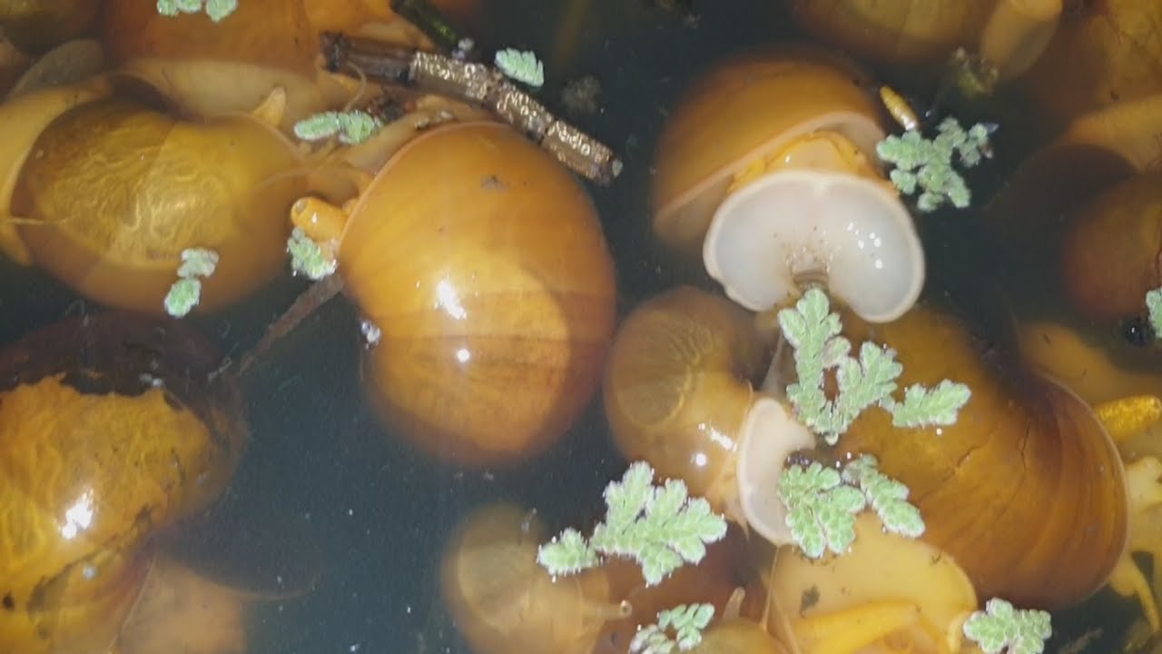 Raising golden snails in very high yield tanks - YouTube