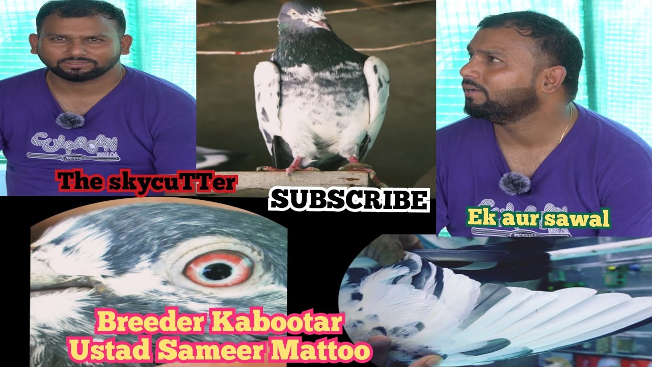 Ustad Sameer Mattoo ji ke Breeder Jode by Aamir @TheSkycuTTer - YouTube