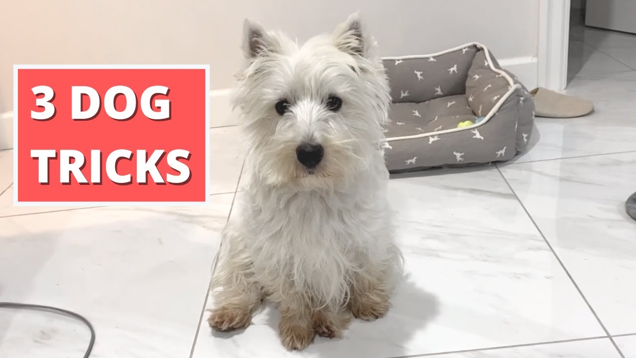 Dog Tricks To Teach Your Westie Dog - YouTube