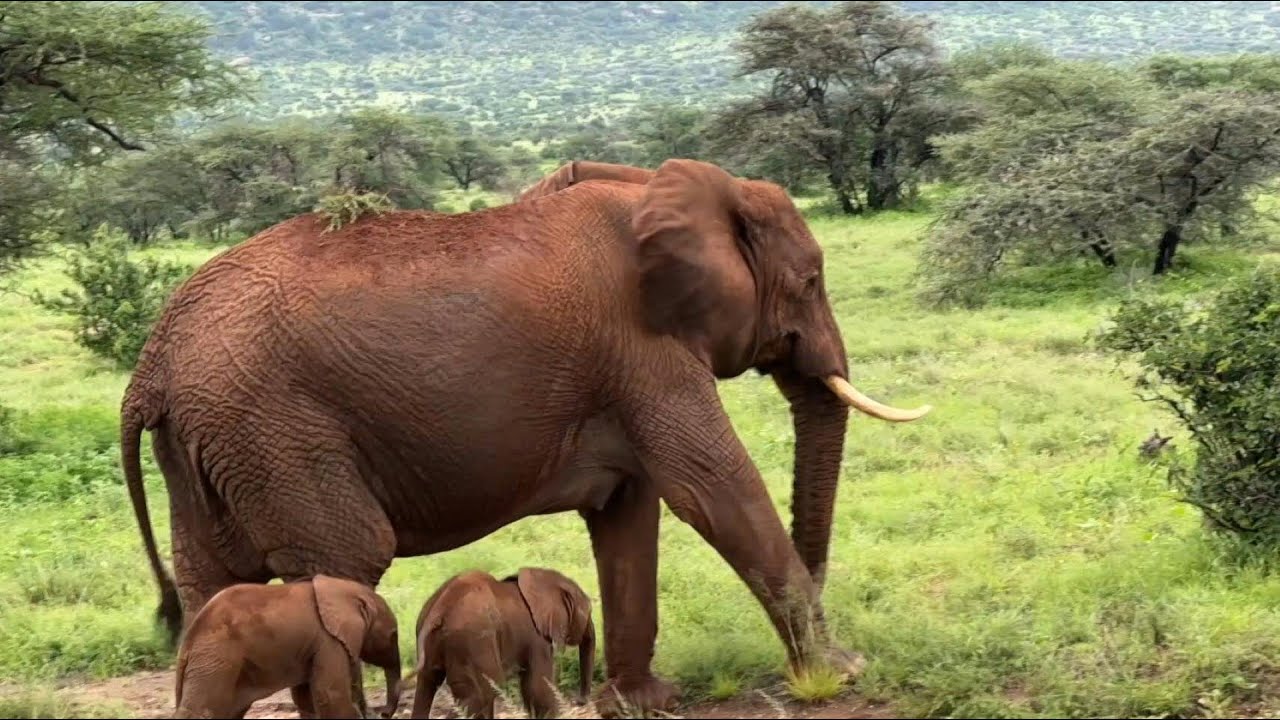 Rare elephant twins born in Kenyan National Reserve | AFP - YouTube