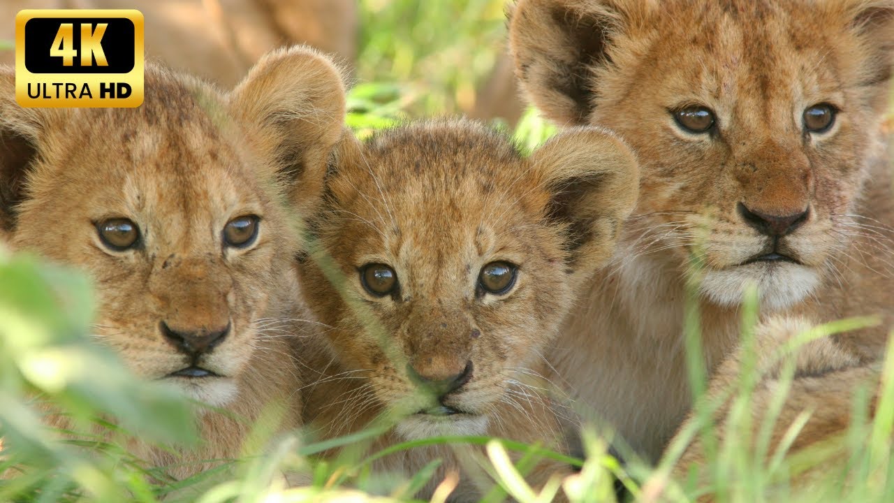 Best Baby Wild Animals 4K Ultra HD – Nature & Cute Animal Clips - YouTube