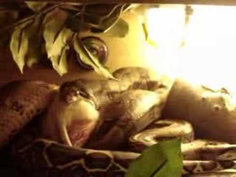 BOA CONSTRICTOR EATING A RAT - YouTube