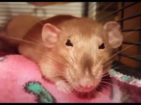 Rat clenches fist of rage edit - YouTube