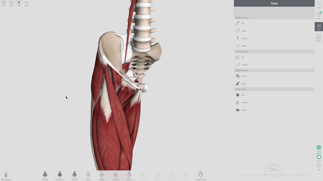 Acetabular-femoral internal rotation - YouTube