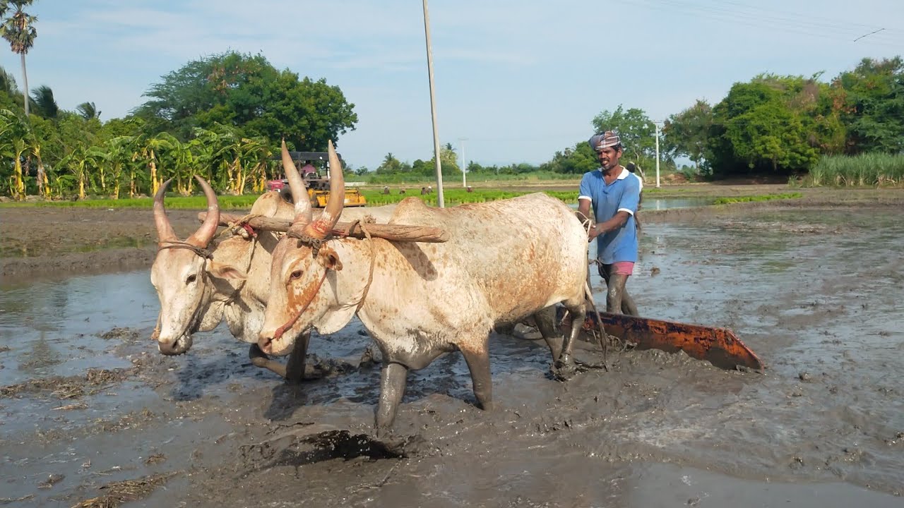 Bullock Cart work in agriculture land|Bullock Cart videos|Life Time ...
