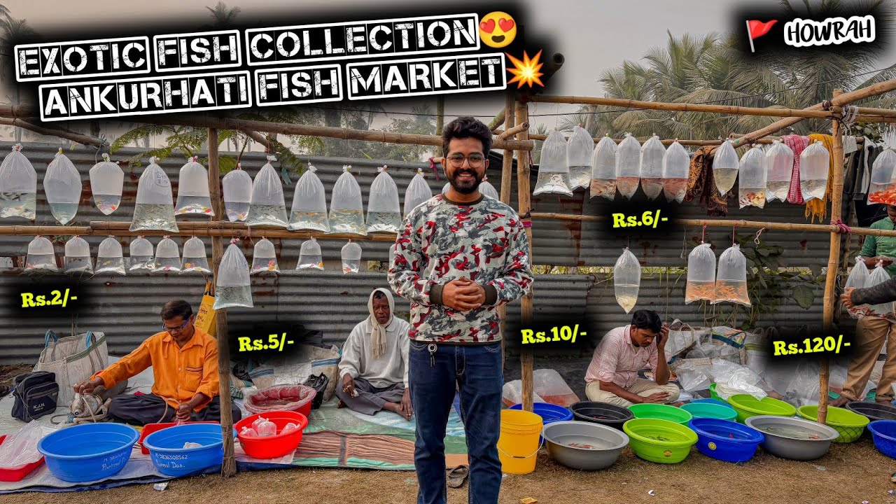 Ankurhati Fish Pet Market | Aquarium Fish Price Update | Ankurhati ...