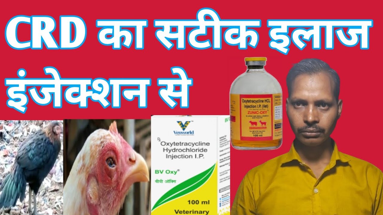 crd medicine for poultry/best medicine for crd in poultry/murgi me crd ...