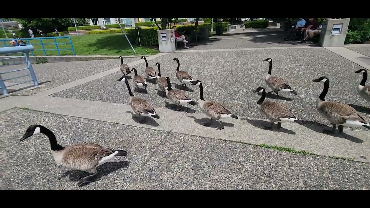 Canadian Wild Geese Invasion of Vancouver city - YouTube