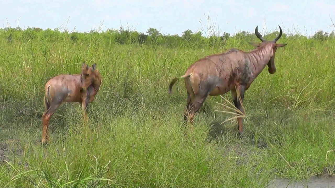 SOUTH AFRICA Tsessebe or topi antelope, Kruger national park (hd-video ...