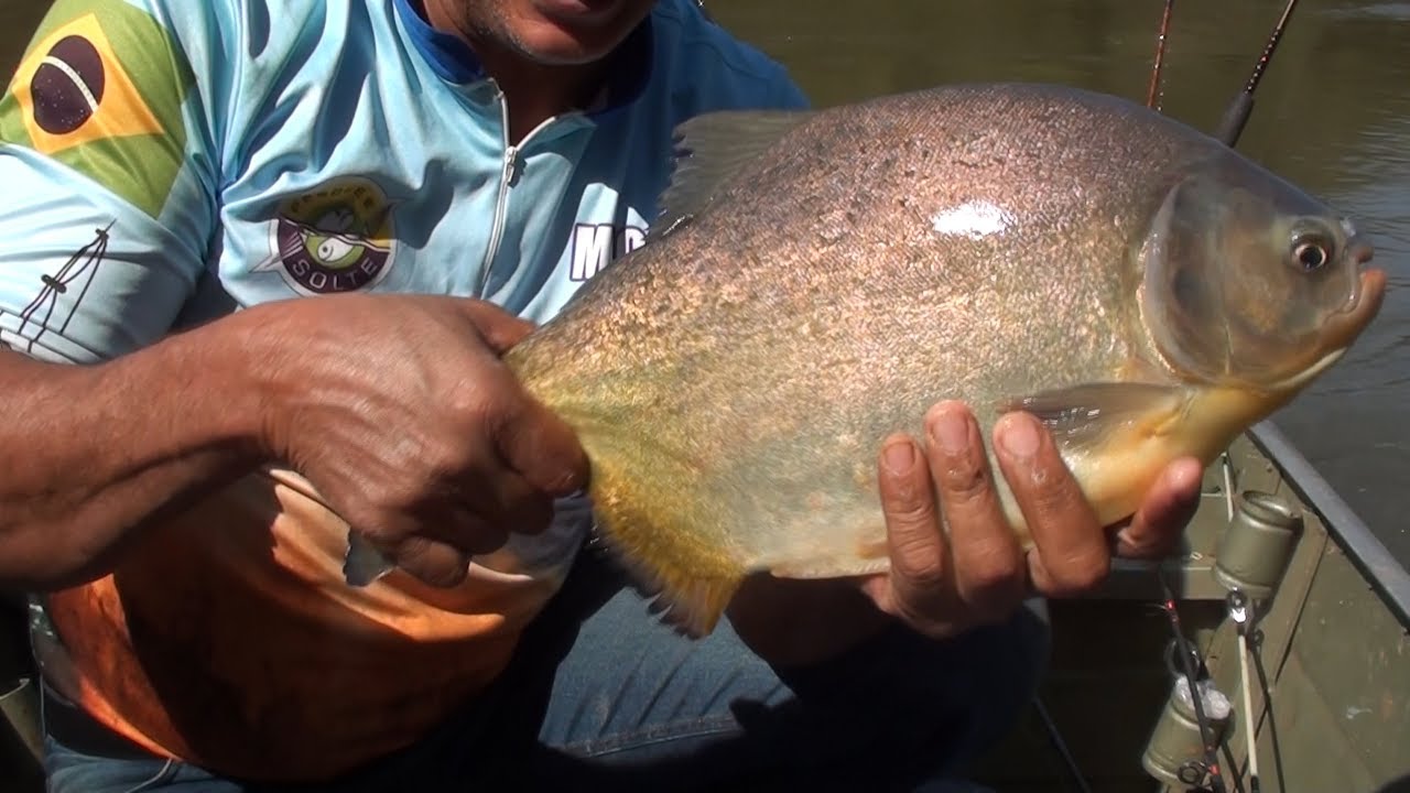 # Fishing Brazil RIO MIRANDA... VERDADEIRA MÃE!!! Parte 01 - YouTube