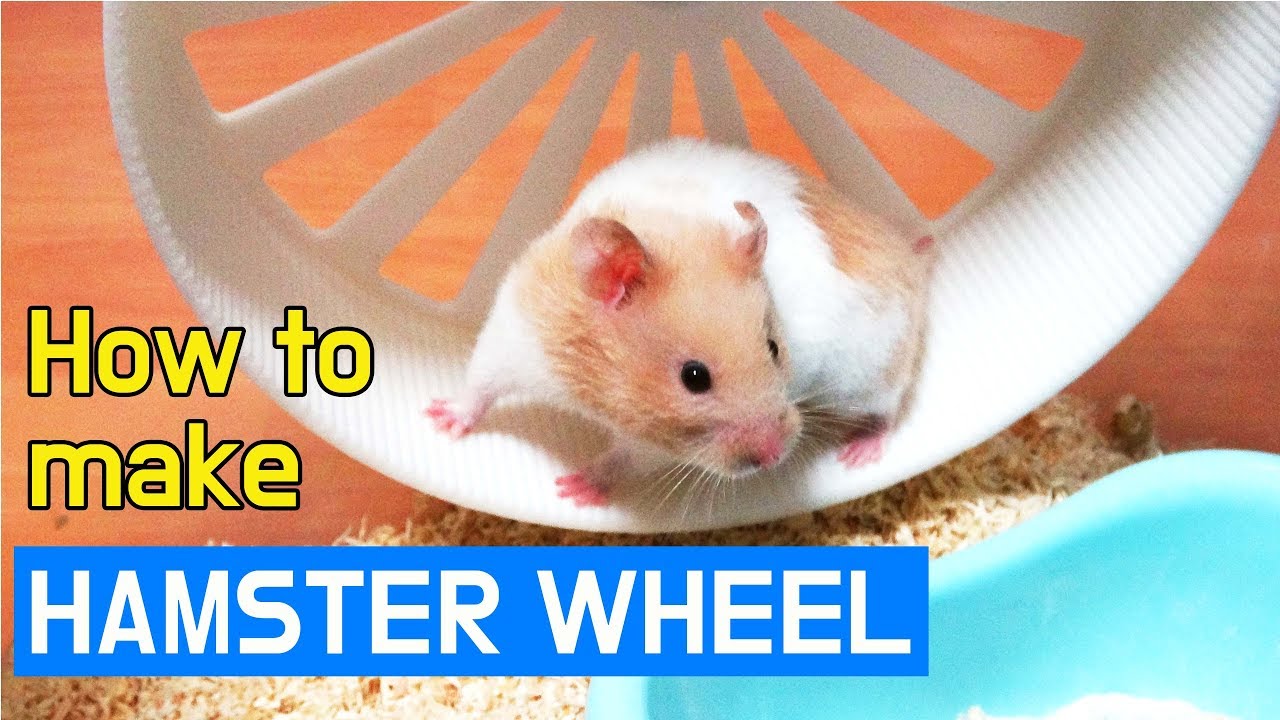 how to make hamster wheel - YouTube