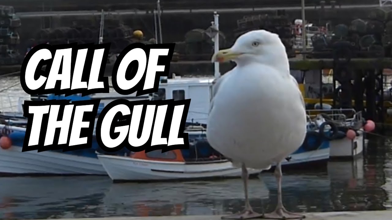 Herring gull call #call #gull #gullcall - YouTube