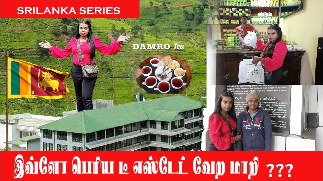 Srilanka's Best Tea Factory Tour in Nuwara Eliya|Damro Tea Factory🏭 ...