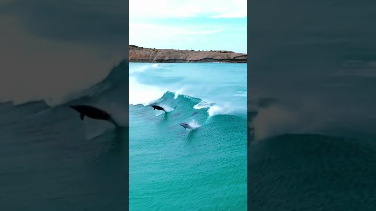 Dolphins Surfing Clear Blue Waters of Australia #shorts #dolphins # ...