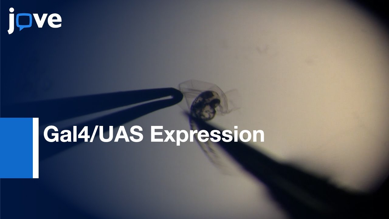 Gal4/UAS Expression for innate Immune and Cancer Cell Interactions ...