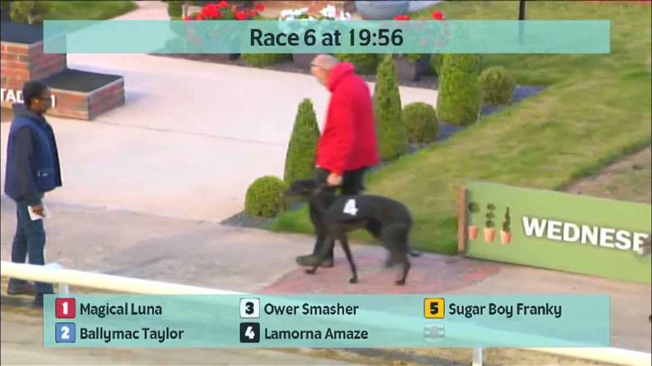 Monmore Greyhounds Races on 24th August 2024 - YouTube Monmore Greyhounds Races on 24th August 2024 - YouTube