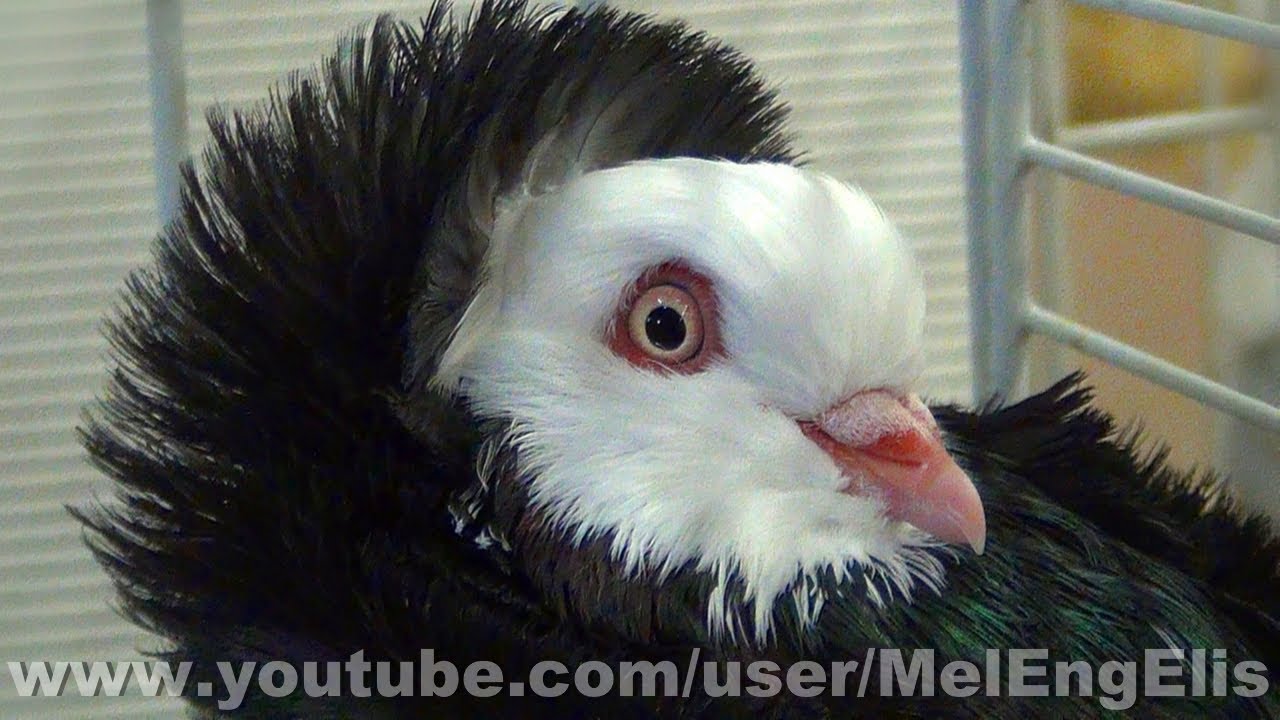 Pigeon Capucin Hollandais Noir - Old Dutch Capuchine - Altholländischer ...