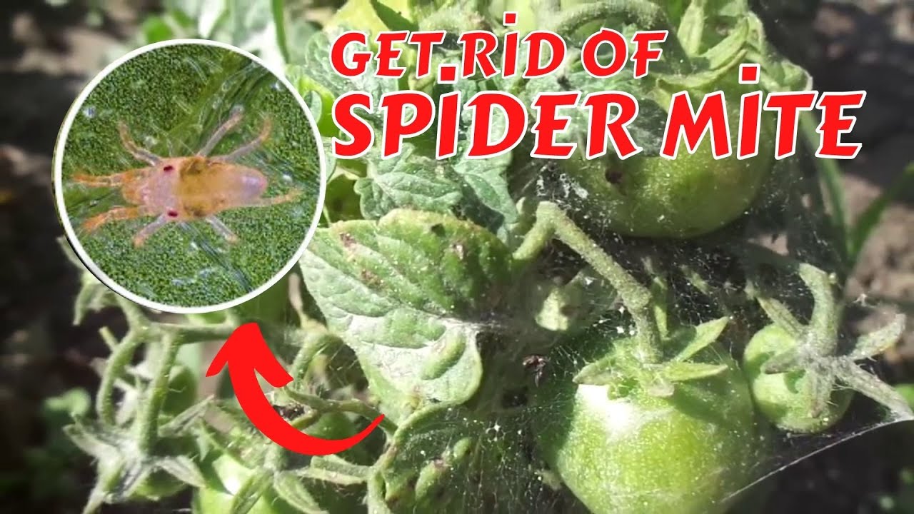 Red Spider Mites Tomato Plants