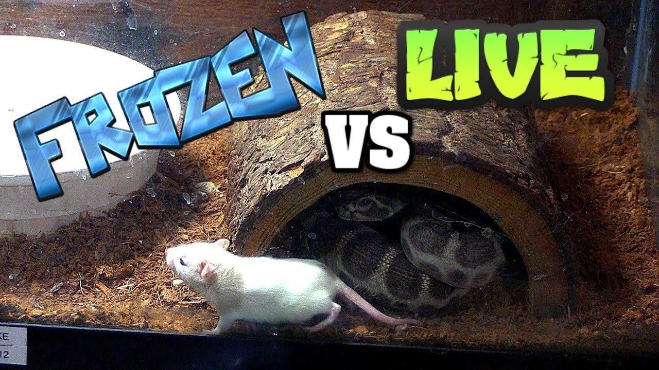 Frozen VS Live: which feeding method is best? - YouTube