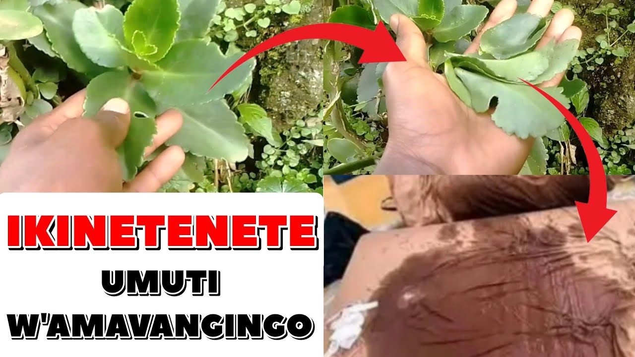 IKINETENETE, UMUTI UTUMA UMUGORE AGIRA AMAVANGINGO, AMAZI AKAZA NK ...