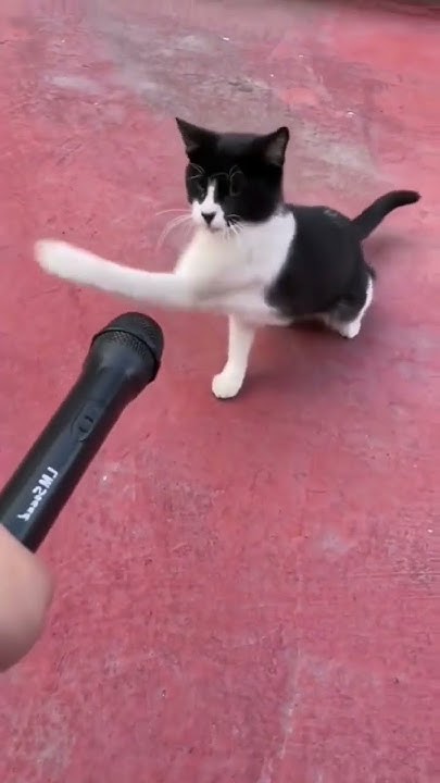 Funny Cat Compilation Videos 🐾 Shorts Cat Funny Prank Youtube