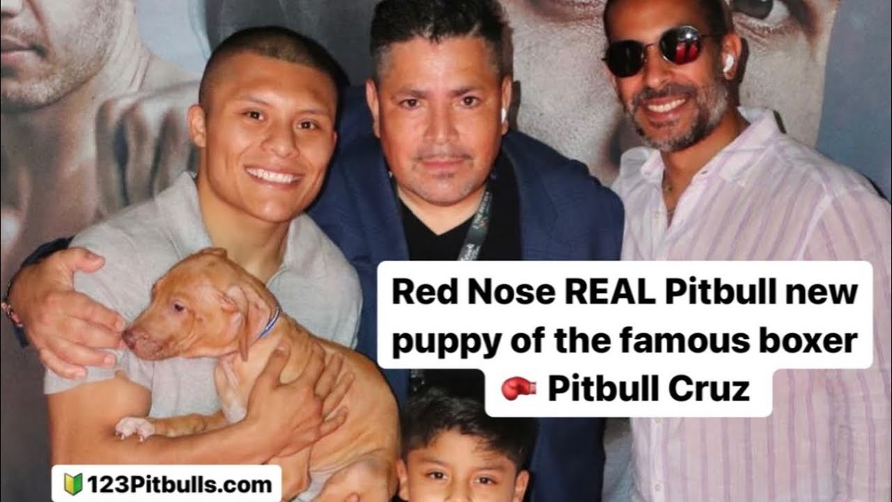 Boxing legend PITBULL CRUZ 🥊 new puppy - YouTube