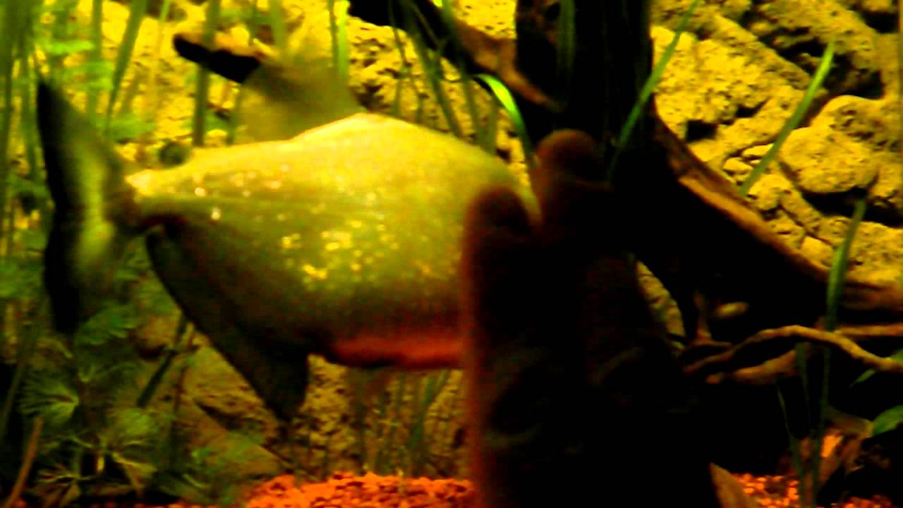 Super ruby red spilo - YouTube