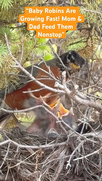 "Baby Robins Are Growing Fast! Mom & Dad Feed Them Nonstop"#shorts # ...