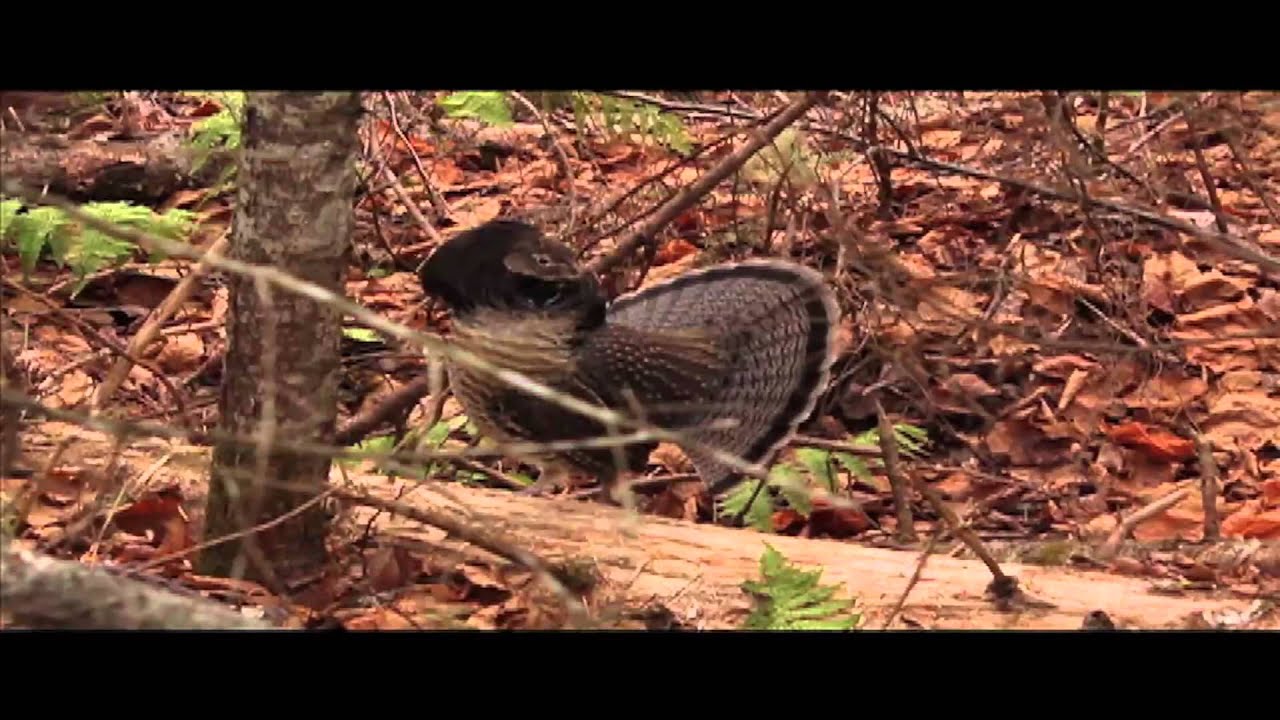 Male Ruffed Grouse Strut - "Hall On The Grouse King" - YouTube
