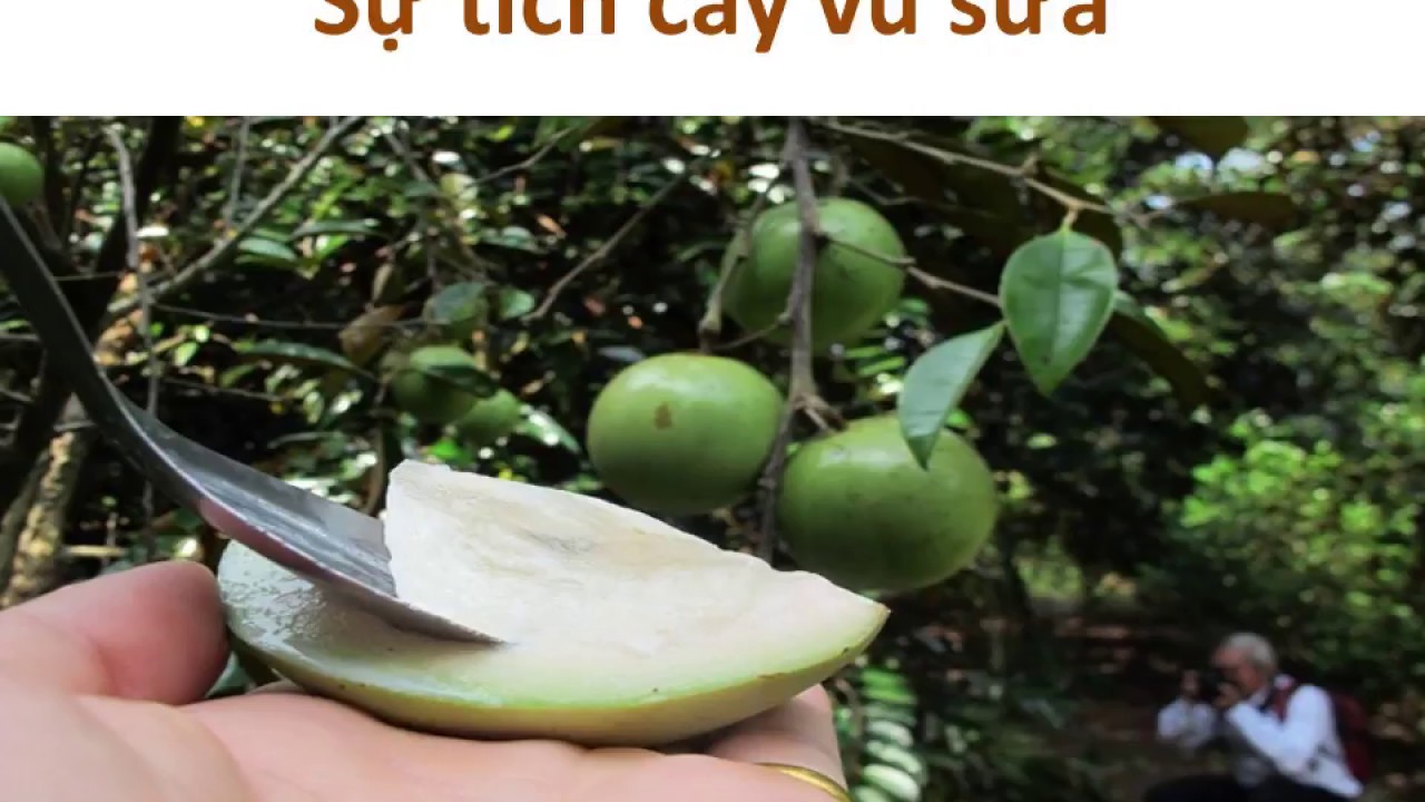 Learn Vietnamese, Listening skills: Folktale - Star apple tree - YouTube